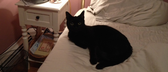 Paws Inn, An animal friendly Bed & Breakfast 207-824-6678